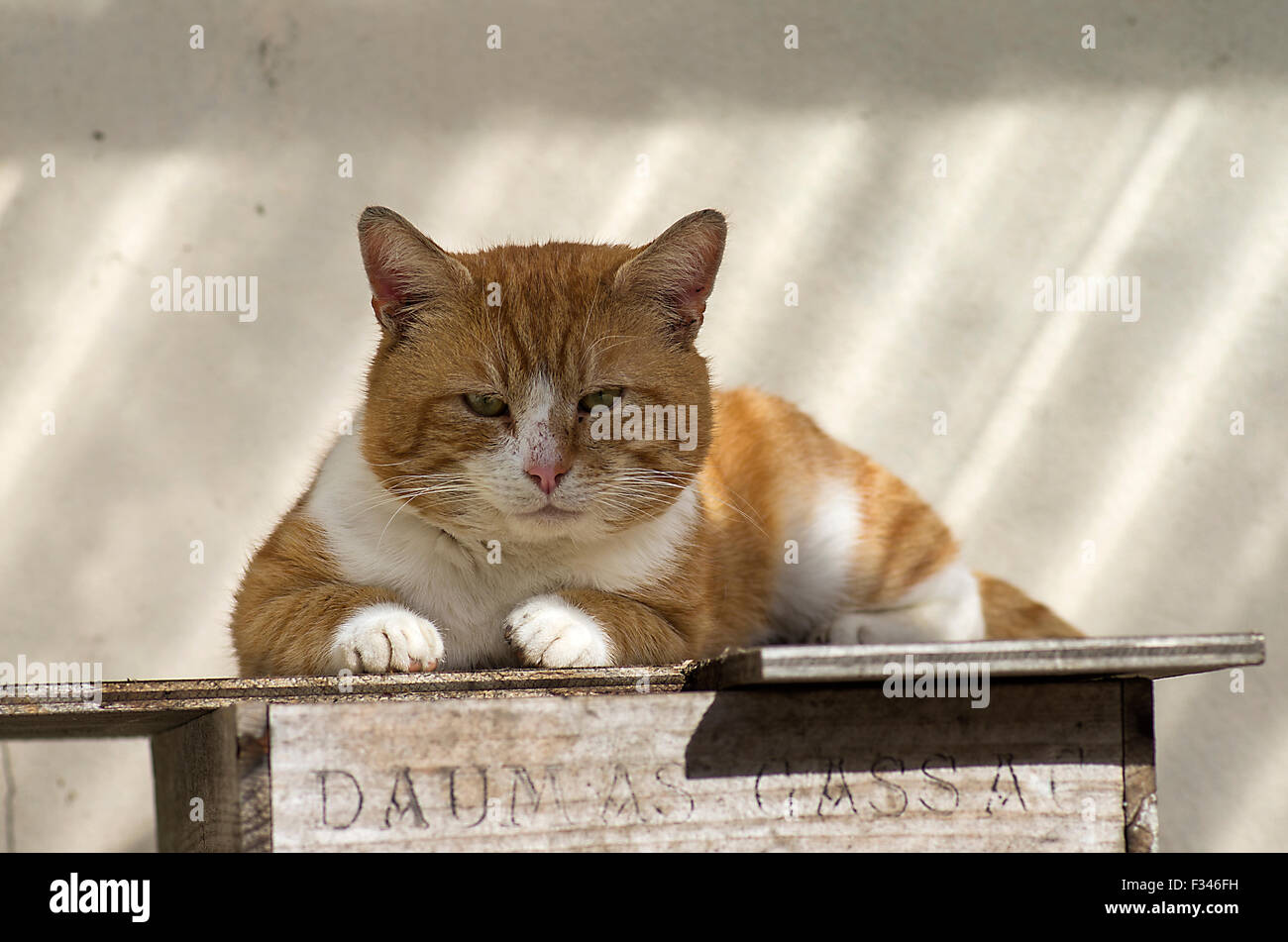 Fat ginger cat hi-res stock photography and images - Alamy
