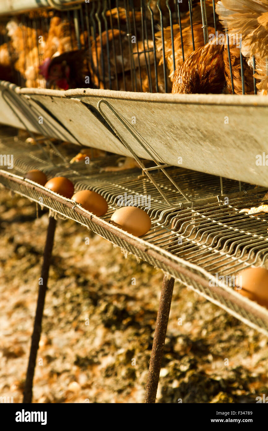 group of eggs on iron wire netting Stock Photo - Alamy