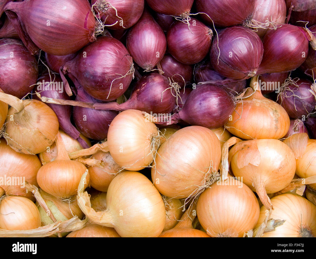 Agricultural background, a pile of beautiful bulb onions Stock Photo ...