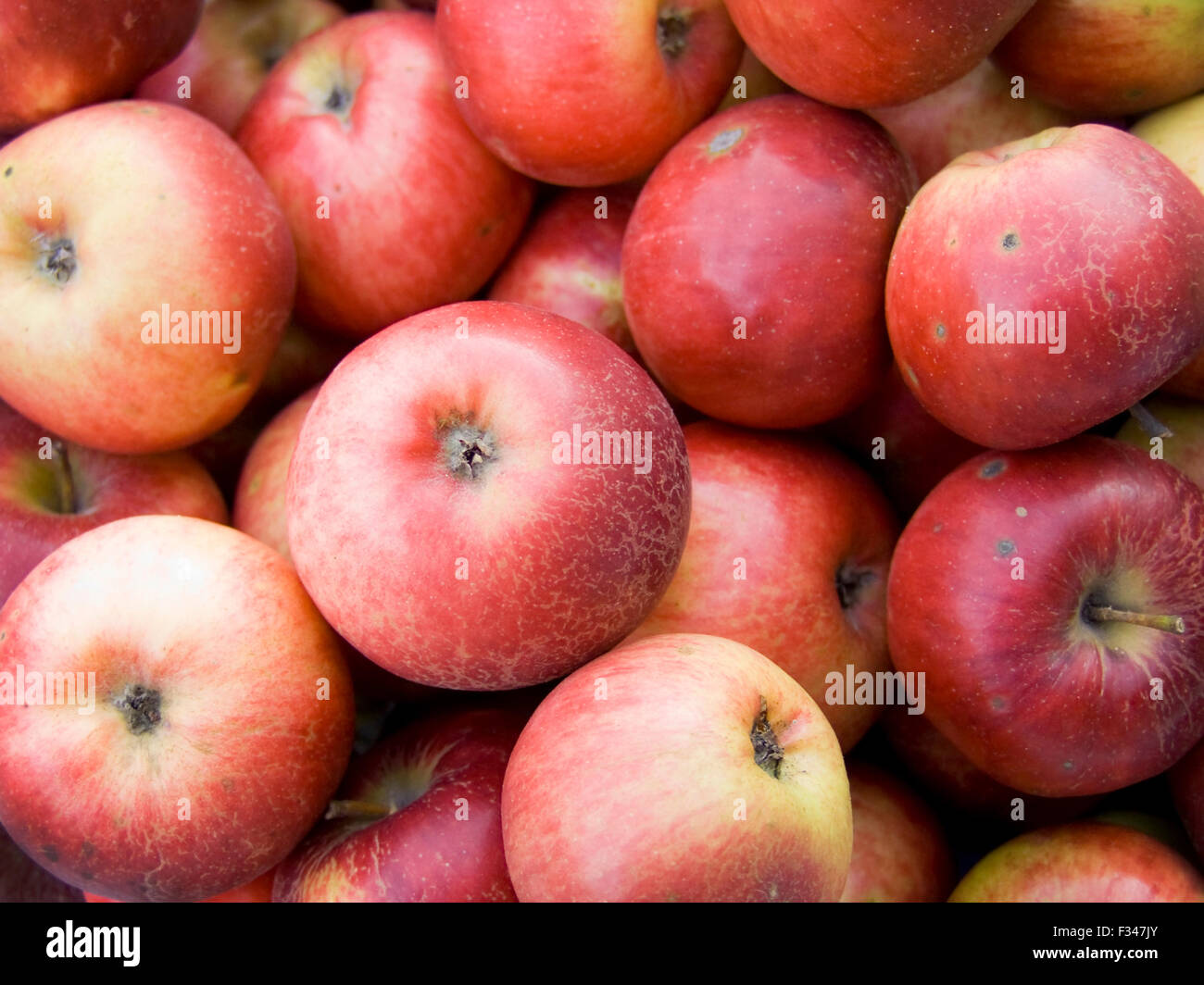 Agricultural background, a pile of beautiful red apples Stock Photo - Alamy