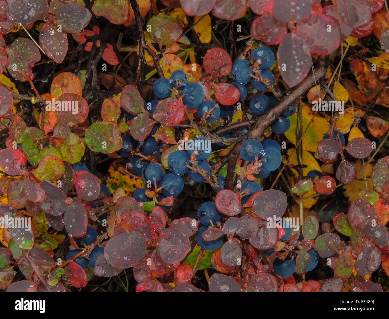 Wild Blueberries ripen as summer blends into fall, Denali National Park ...