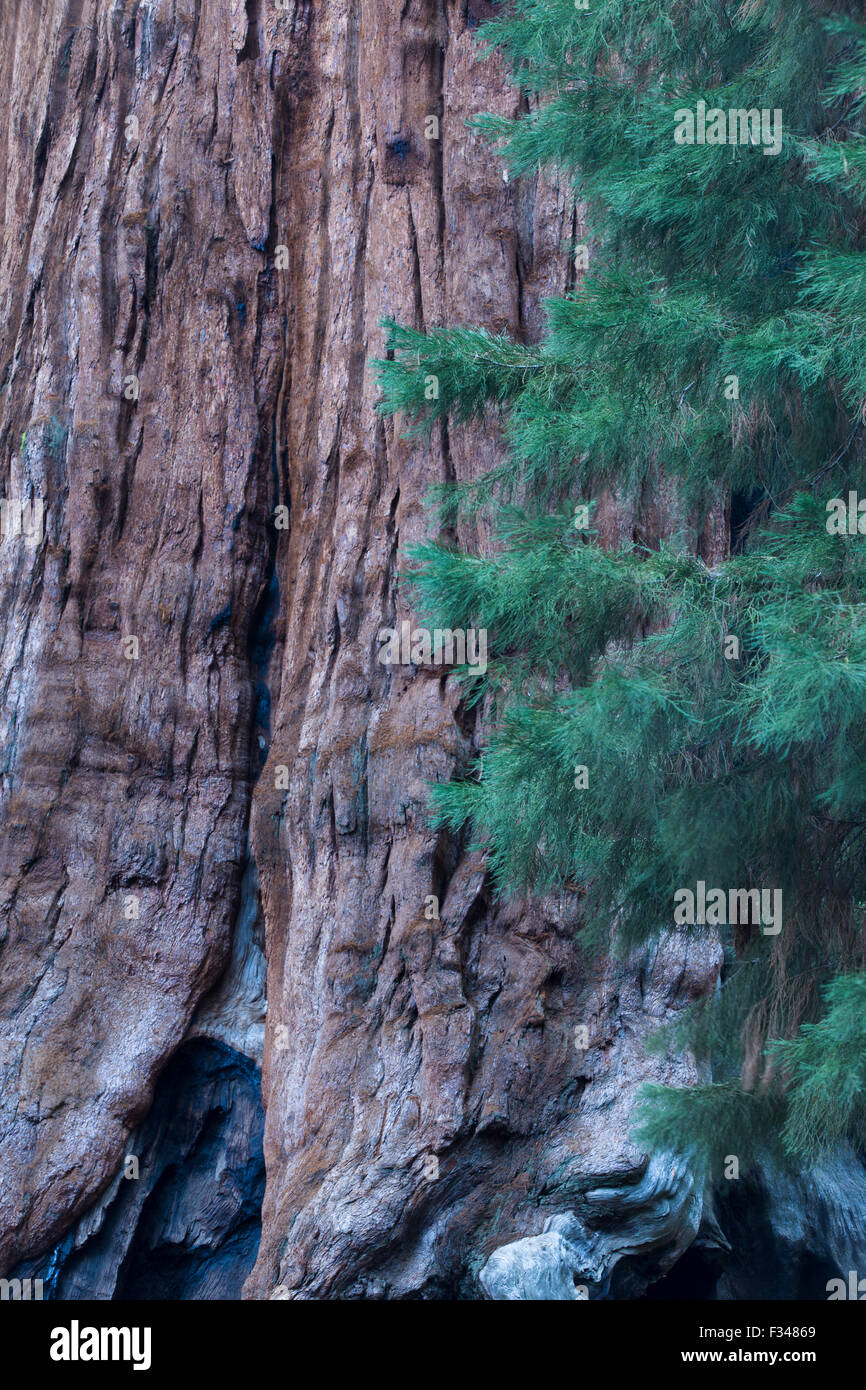 giant sequoia trees in Sequoia National Park, California, USA Stock ...