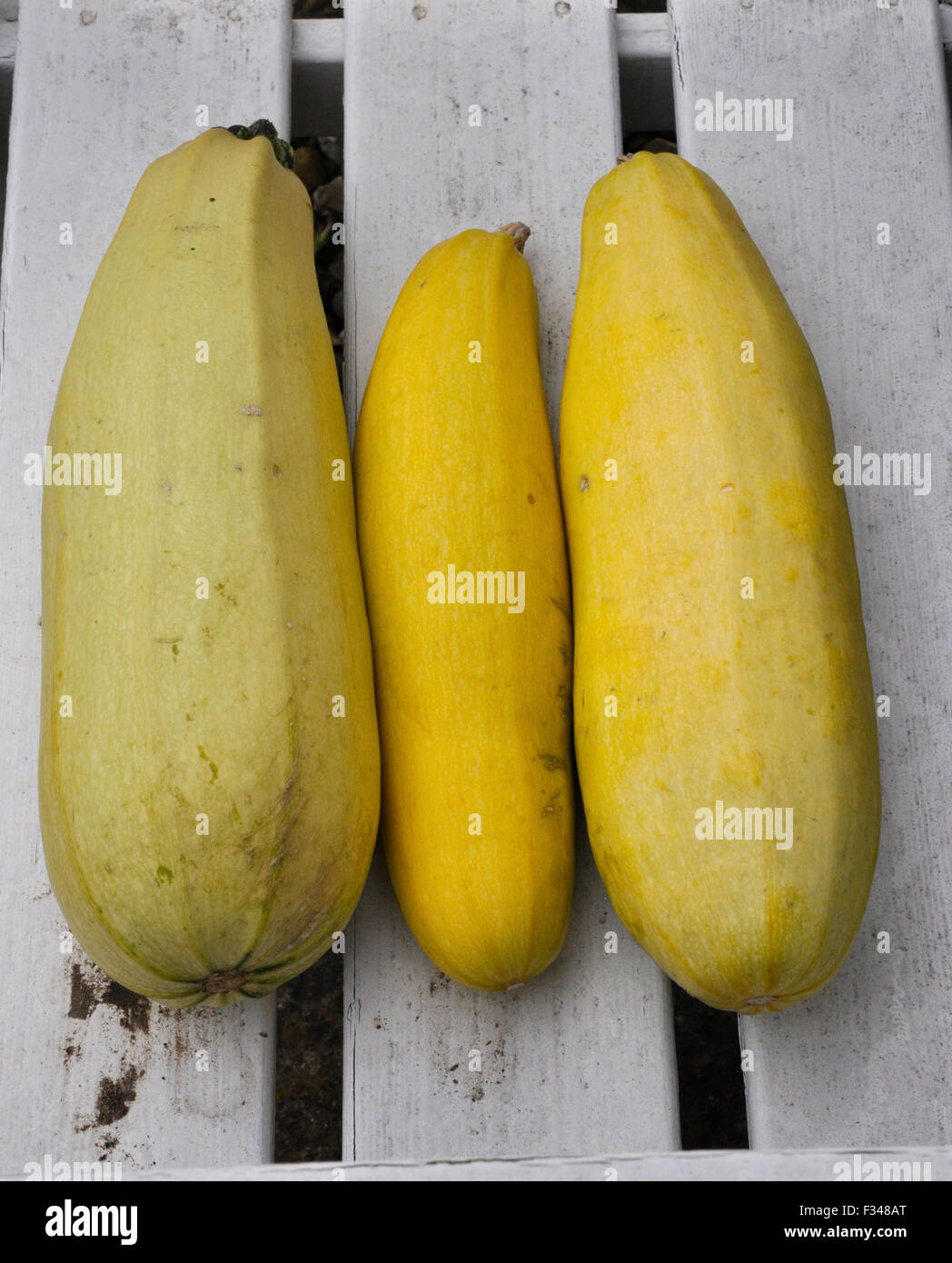 Marrows hi-res stock photography and images - Alamy