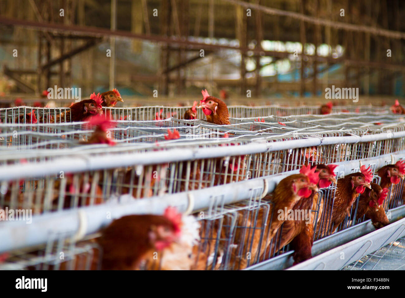 Red chickens hi-res stock photography and images - Alamy