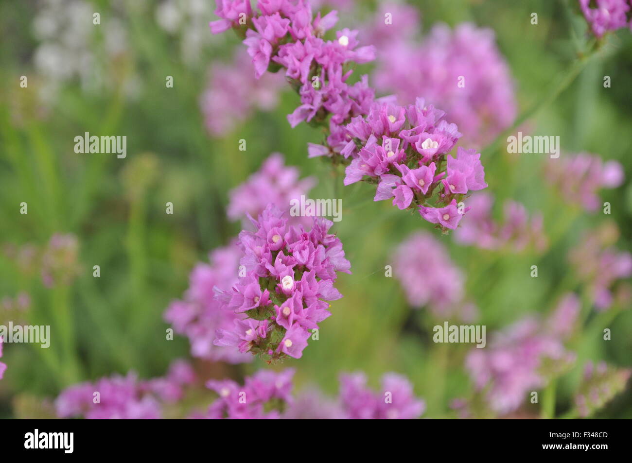 Pink statice hi-res stock photography and images - Alamy