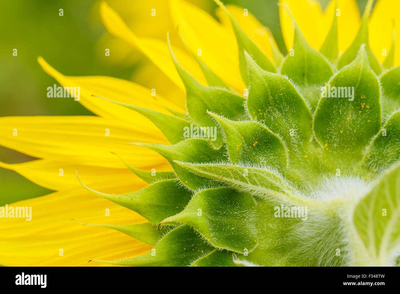 Sunflowers close up Stock Photo - Alamy