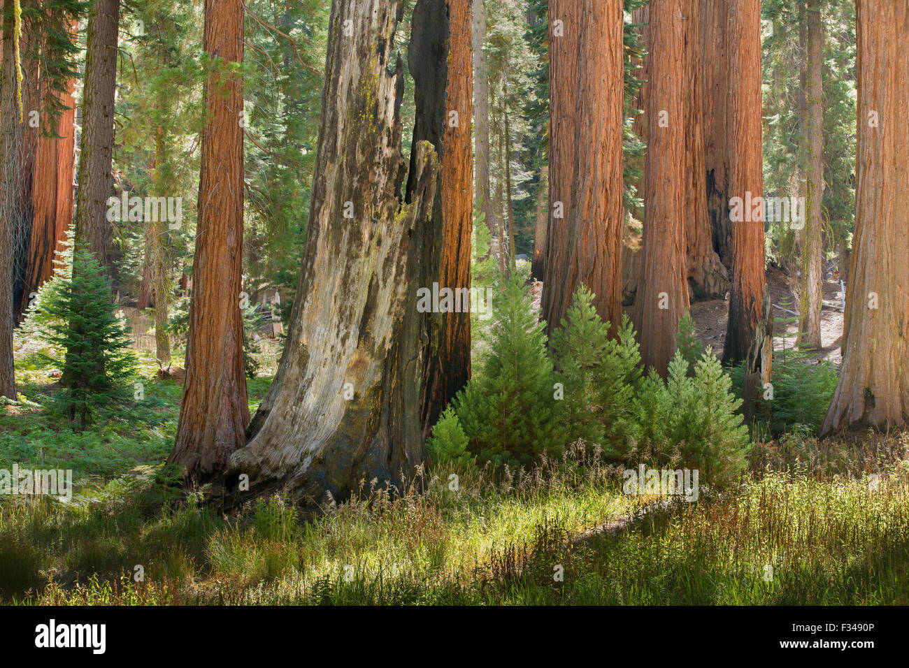 giant sequoia trees in Sequoia National Park, California, USA Stock ...