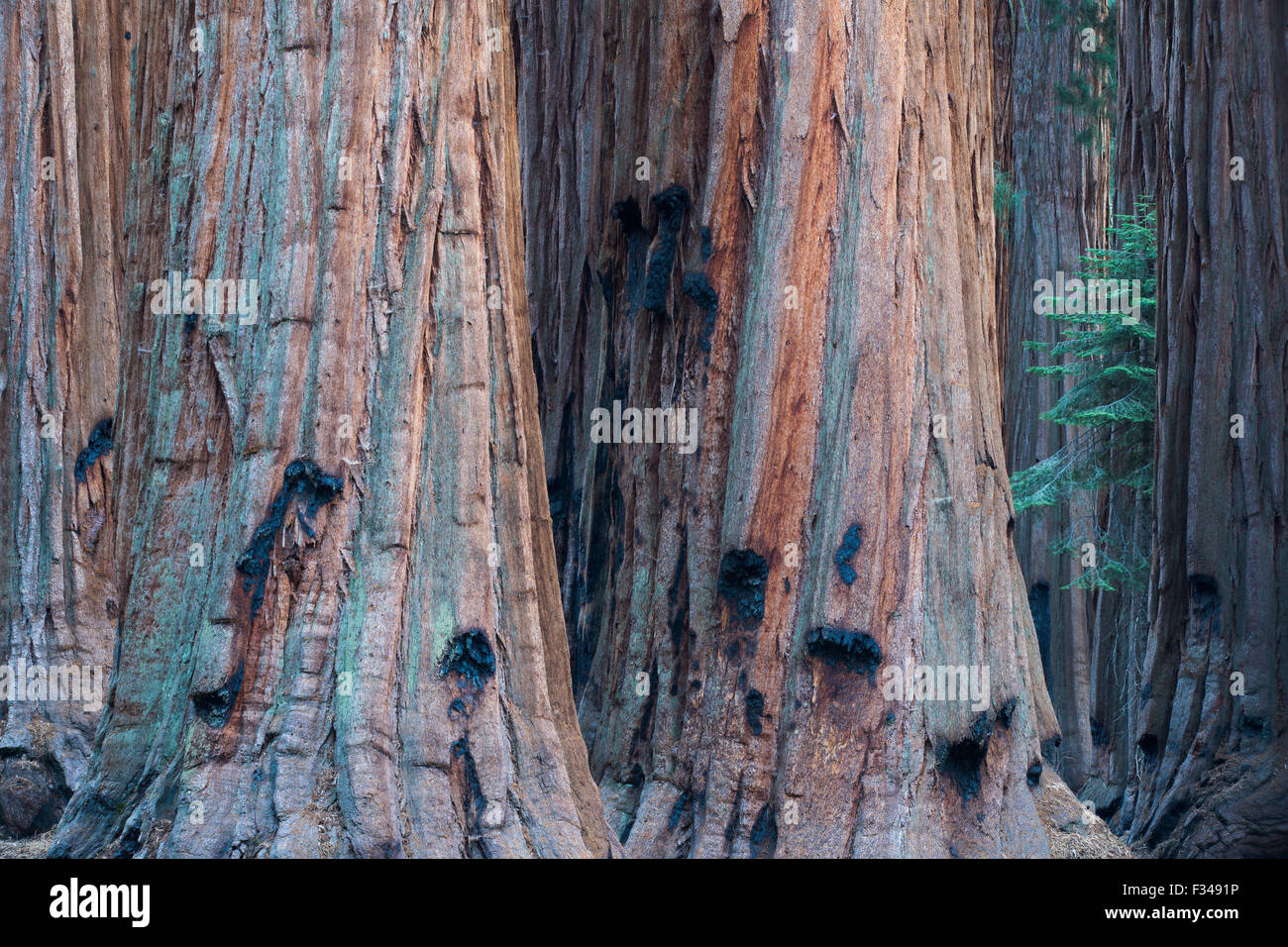 the House Group of giant sequoia trees on the Congress Trail, Sequoia ...