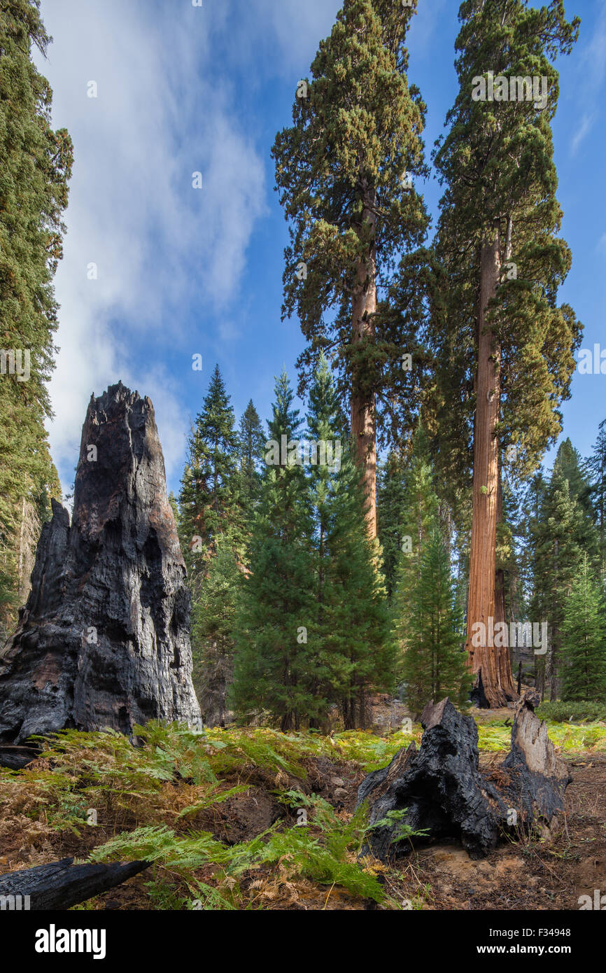 life and death the scorched trunk of a sequoia tree killed by forest ...