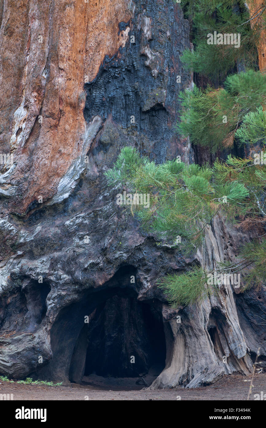 Chimney Tree, a giant sequoia, Crescent Meadow, Sequoia National Park ...