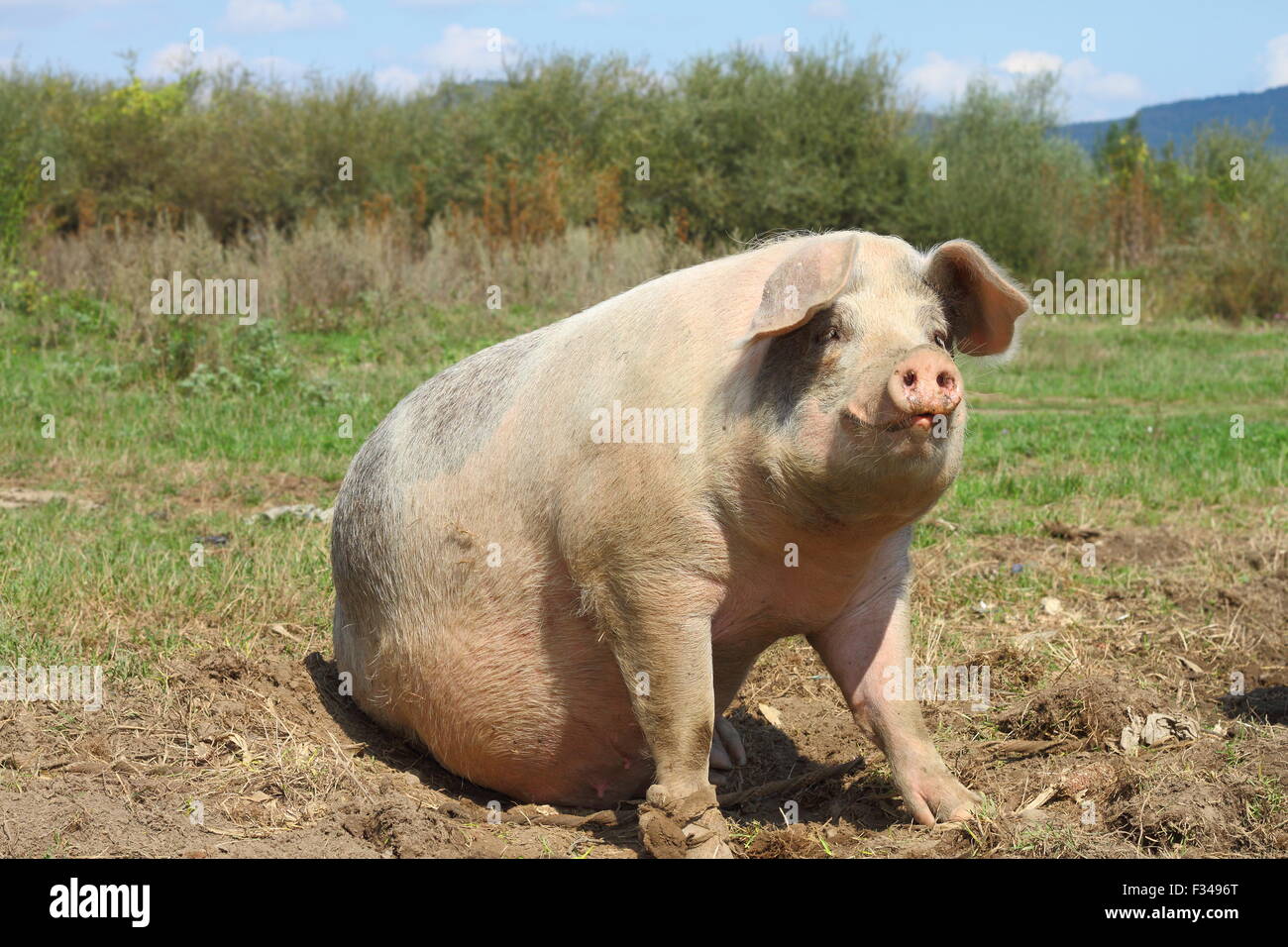 Big pig standing hi-res stock photography and images - Alamy