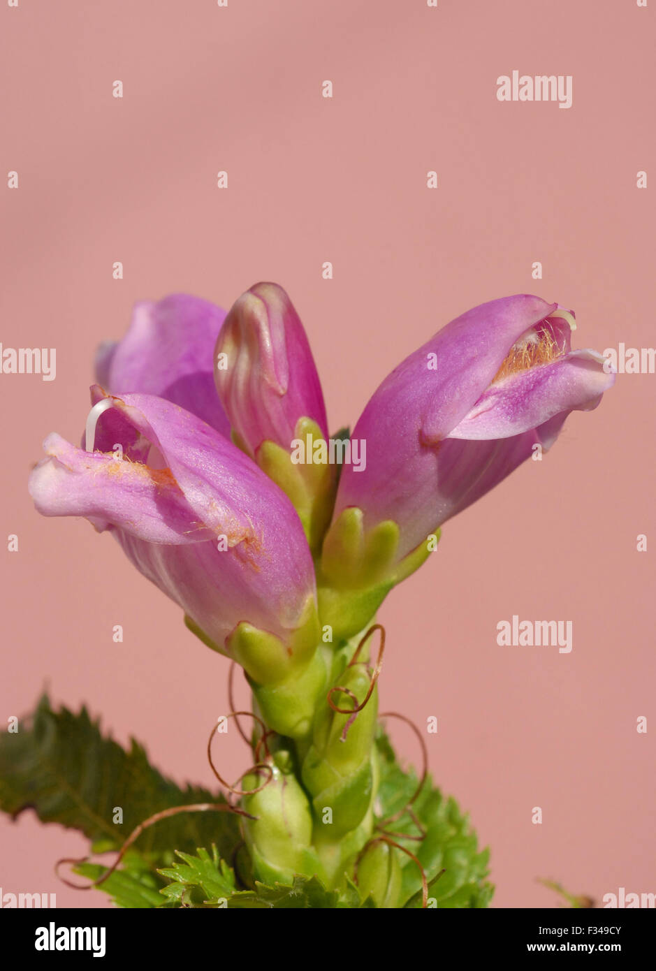 Chelone Obliqua, turtle head flower Stock Photo - Alamy