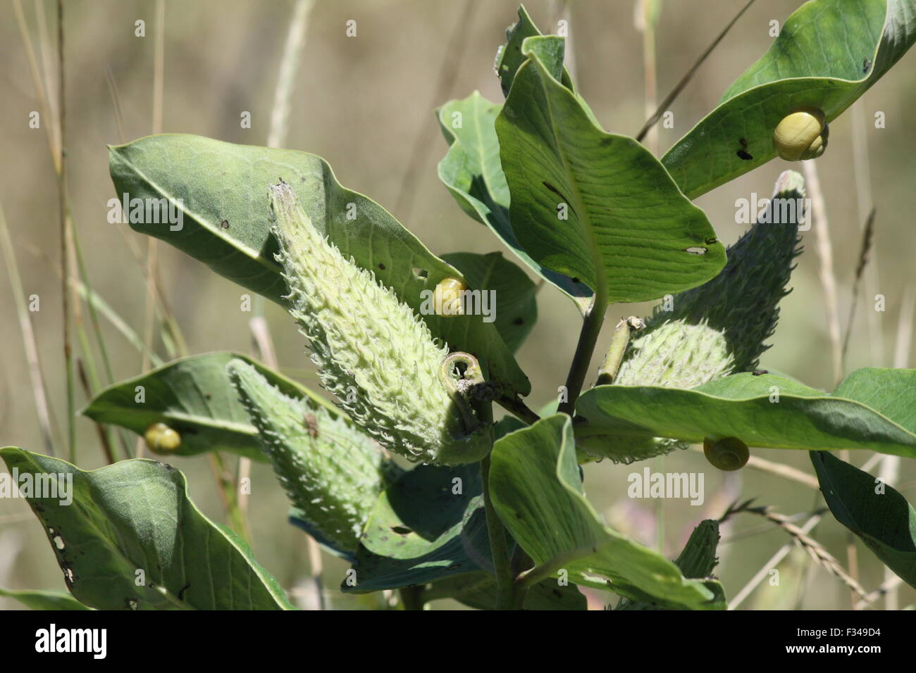 Snails, on the leaves of a milkweed plant, and seed pods Stock Photo ...
