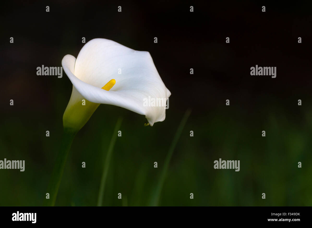 Aronskelk varkblom varkoor hi-res stock photography and images - Alamy