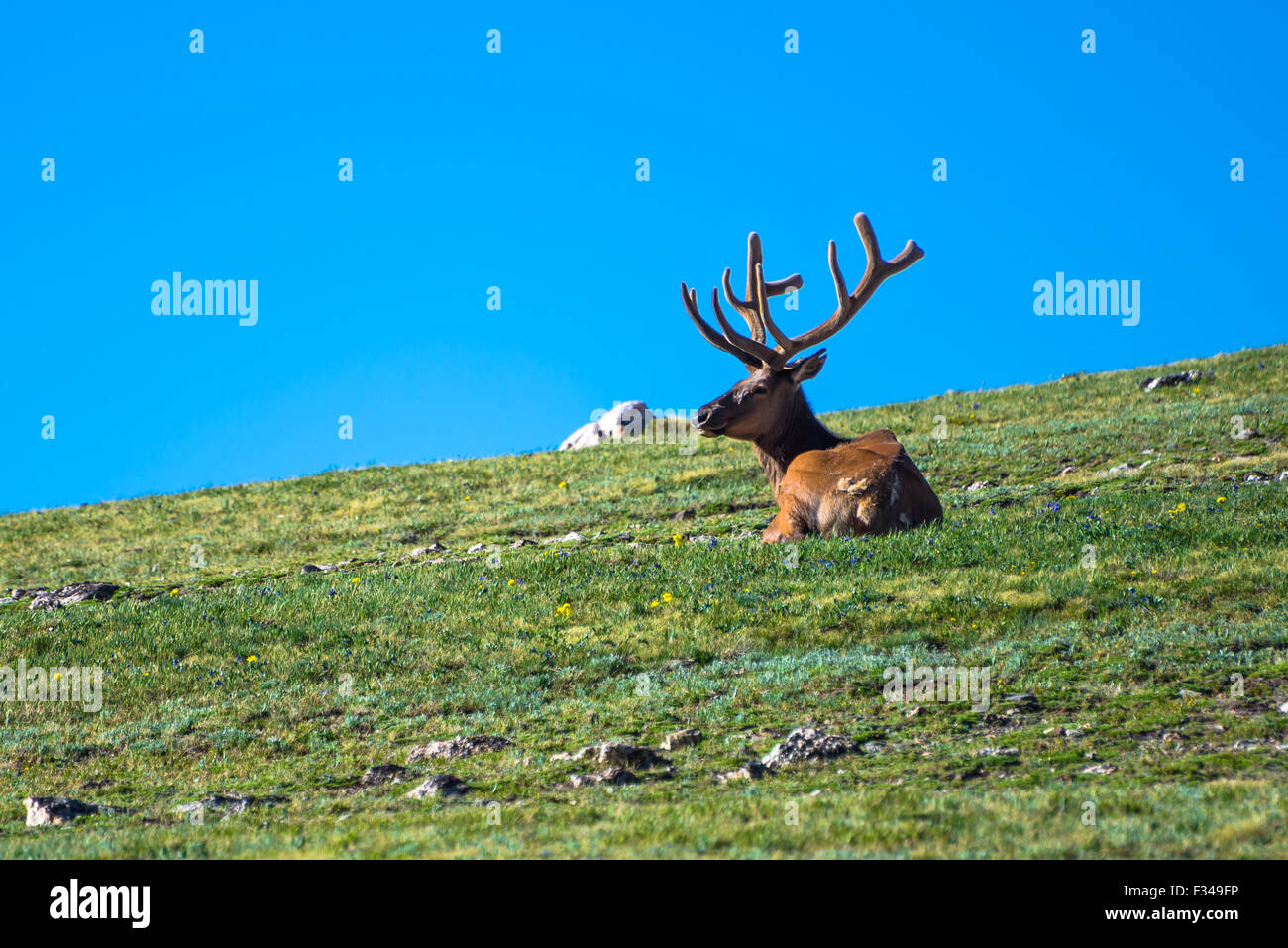 Elk relaxing on the tundra at the Rocky Mountain National Park Stock ...
