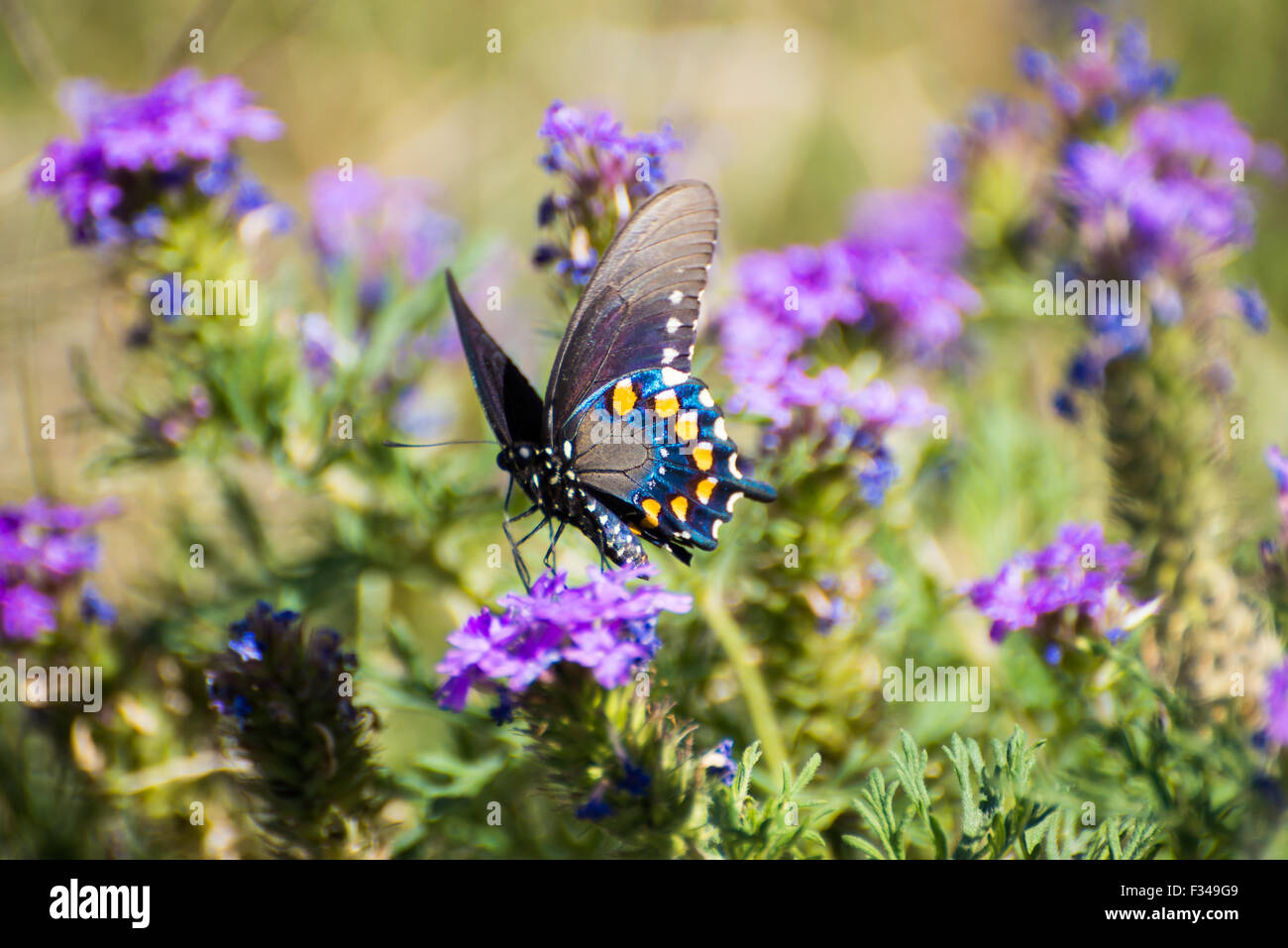 Blue swallowtail butterfly hi-res stock photography and images - Alamy