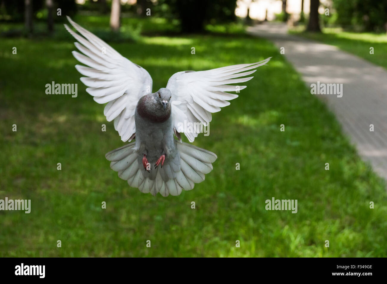 The picture shows the bird dove in flight Stock Photo - Alamy