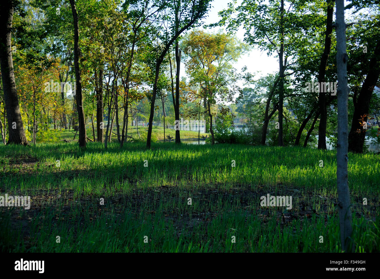West Ridge Nature Preserve in the West Rogers Park neighborhood ...
