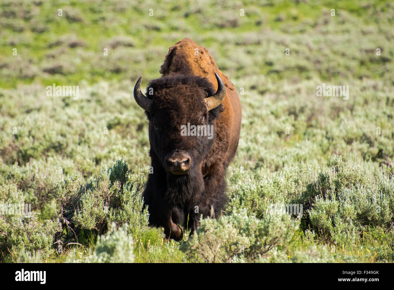 Bison bison herd walking hi-res stock photography and images - Alamy