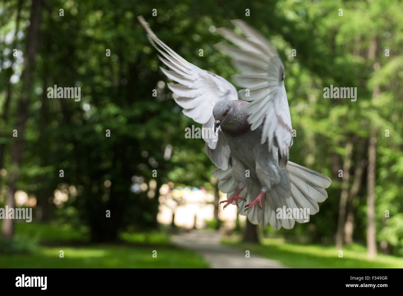 The picture shows the bird dove in flight Stock Photo - Alamy
