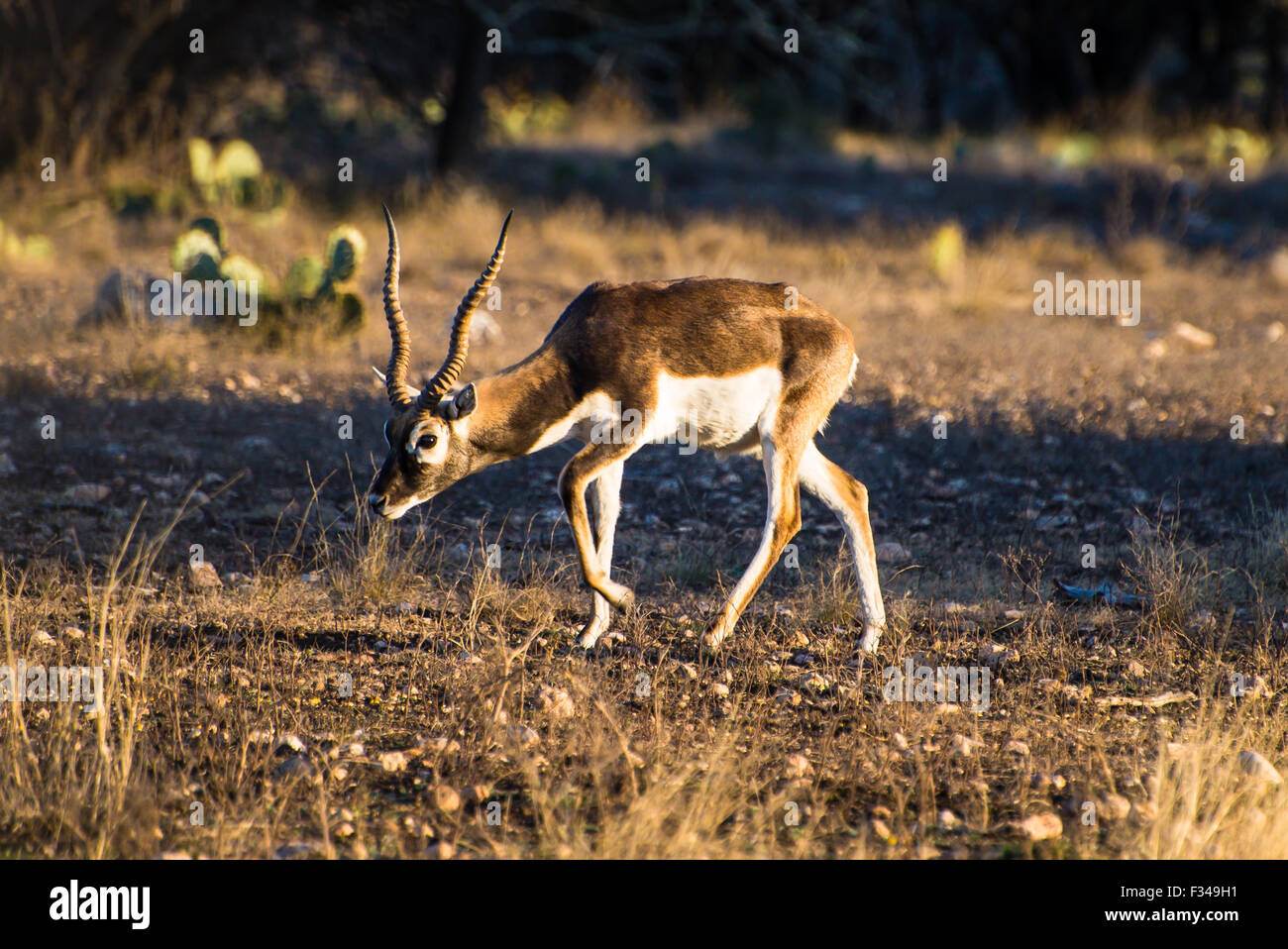 Indian antelope species hi-res stock photography and images - Alamy