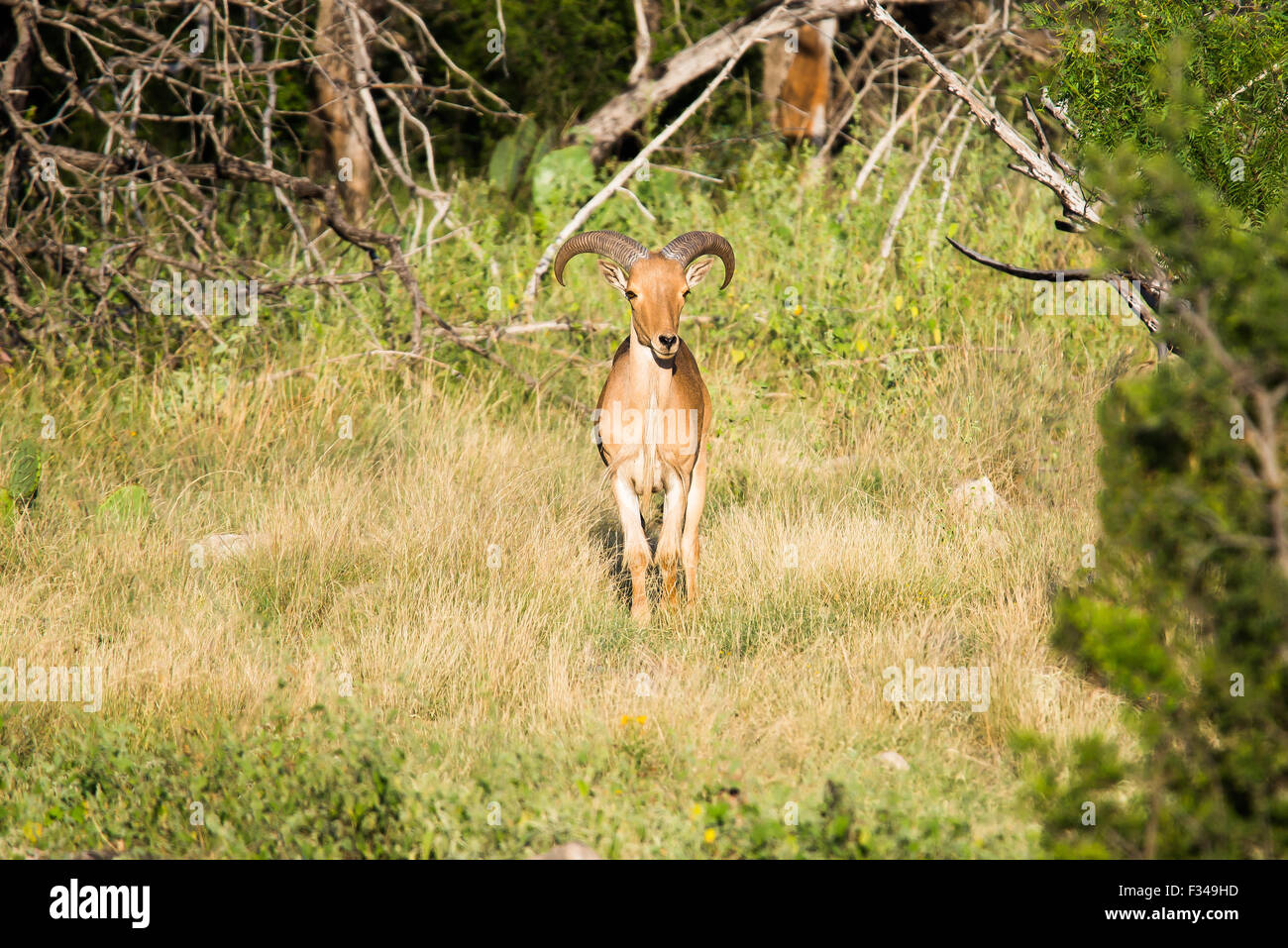 Aoudad sheep hi-res stock photography and images - Alamy