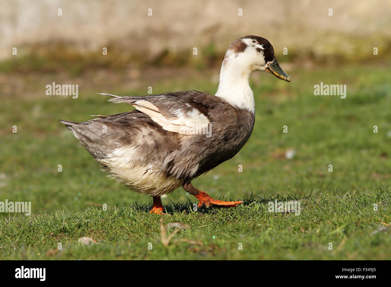 mottled domestic duck walking on lawn at the farm Stock Photo - Alamy