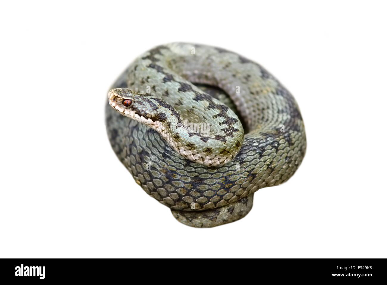 female common adder isolated over white background ( Vipera berus Stock ...