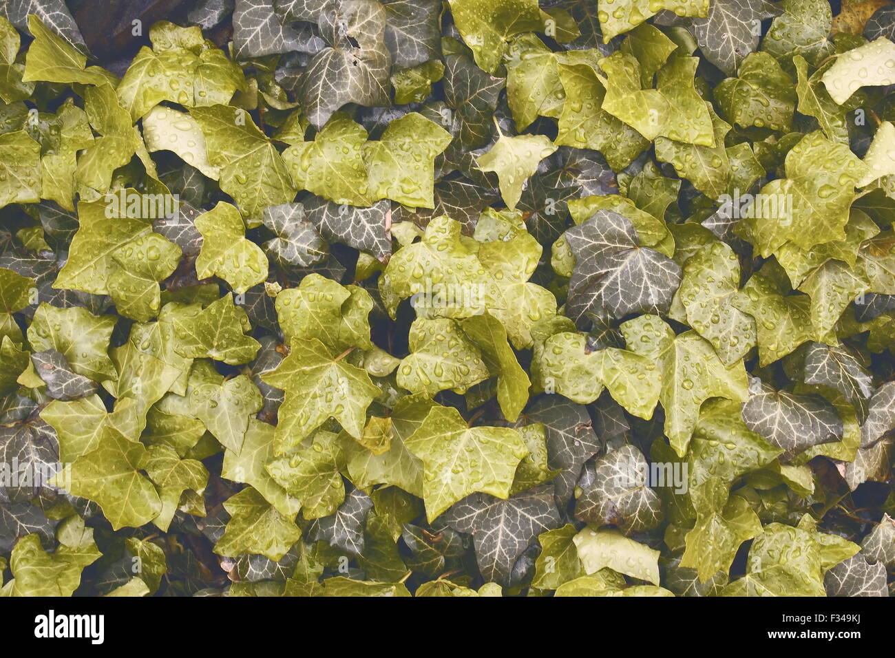 ivy leaves texture with vintage effect, natural background Stock Photo ...