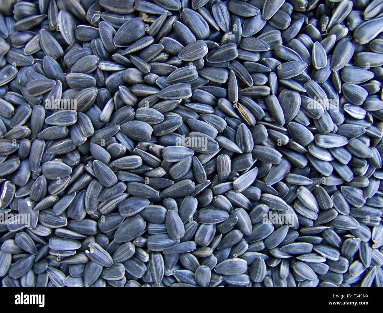 The dry beautiful sunflower seeds for background Stock Photo - Alamy