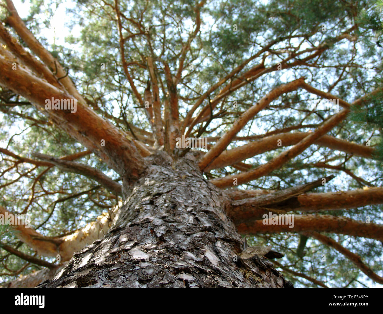 Branch large pine tree hi-res stock photography and images - Alamy
