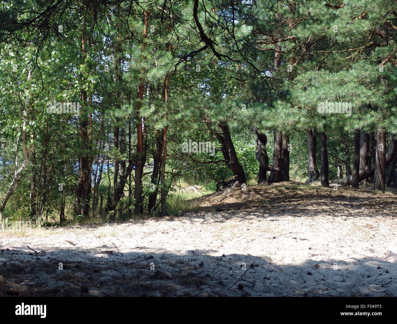 The woods sandy beach, beautiful wild nature landscape Stock Photo - Alamy