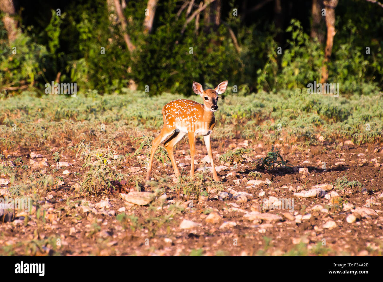 White tailed fawn hi-res stock photography and images - Alamy