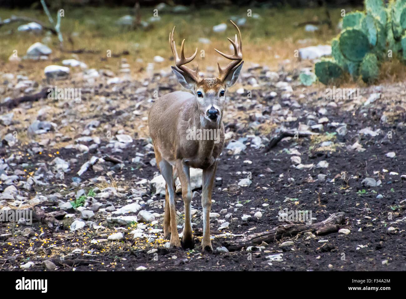 Buck walking hi-res stock photography and images - Alamy