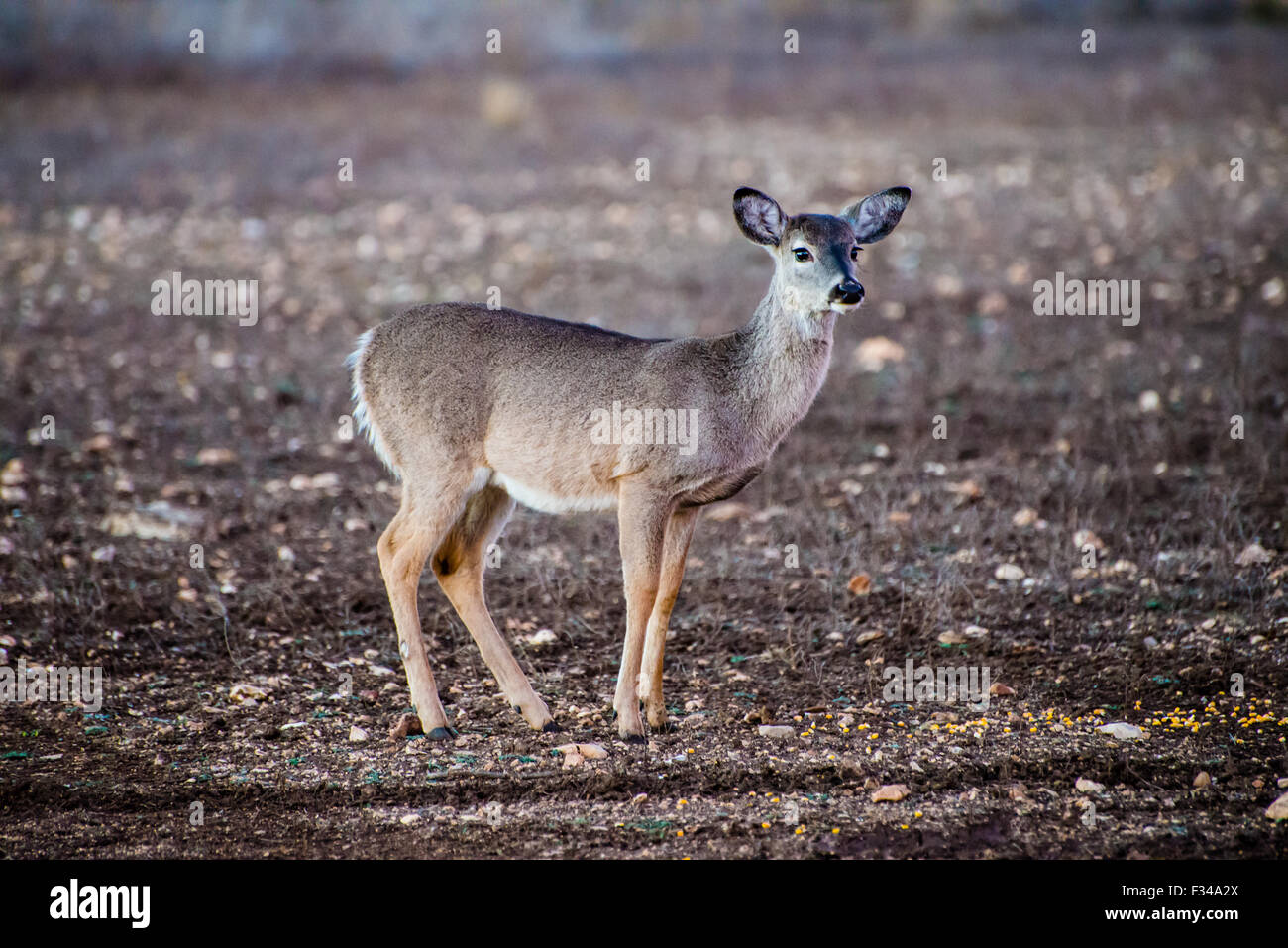 Whitetail Fawn looking up in between bites Stock Photo - Alamy