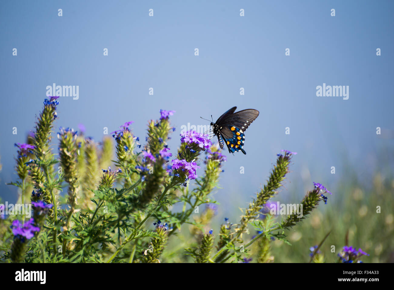 Blue swallowtail butterfly hi-res stock photography and images - Alamy
