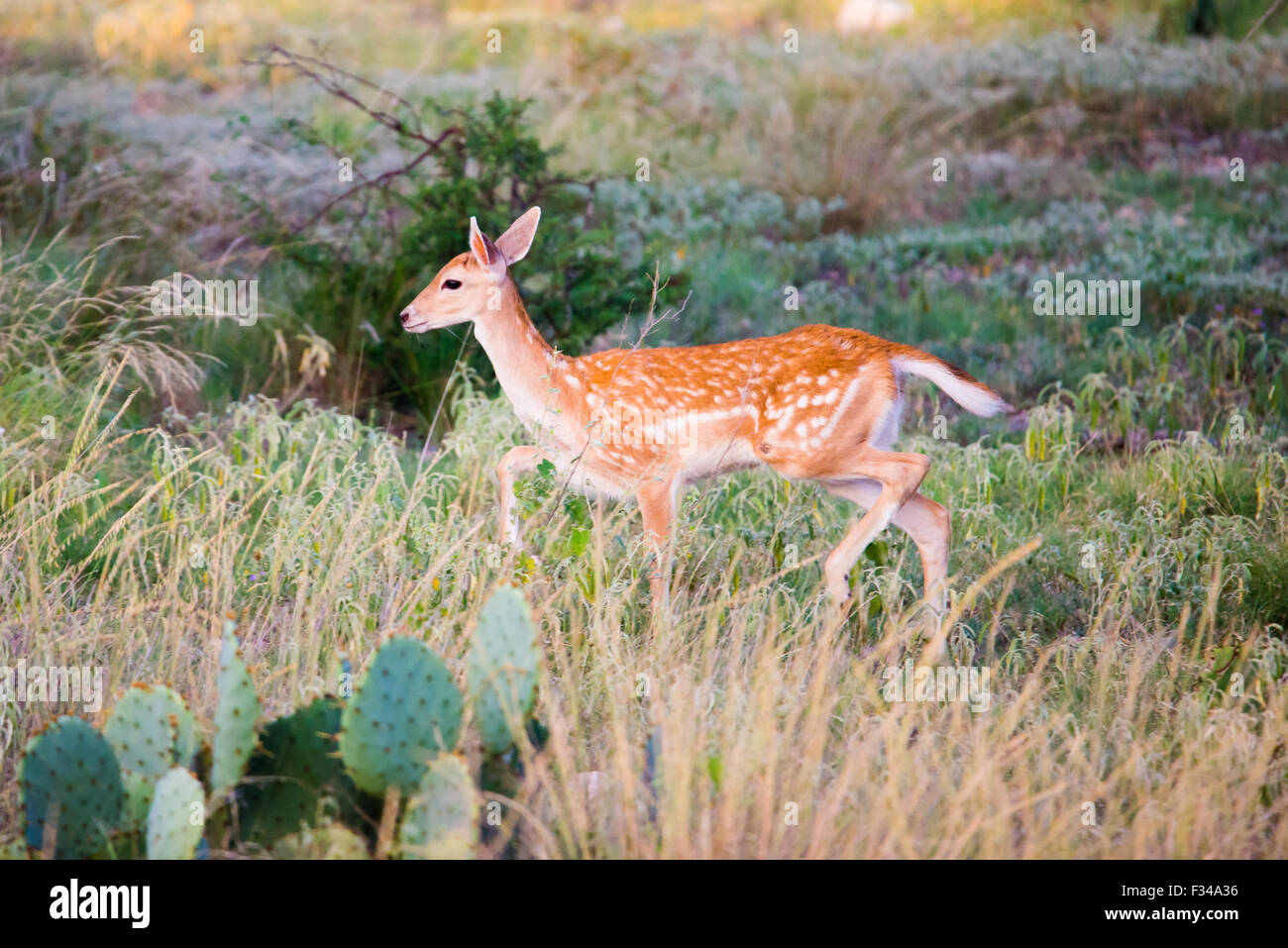 Menil fallow deer hi-res stock photography and images - Alamy