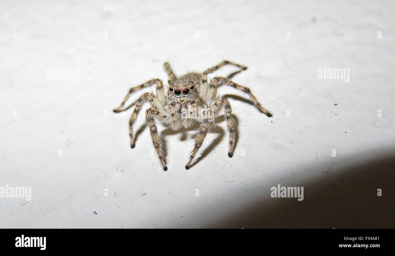 A Micro of a tiny spider Stock Photo - Alamy