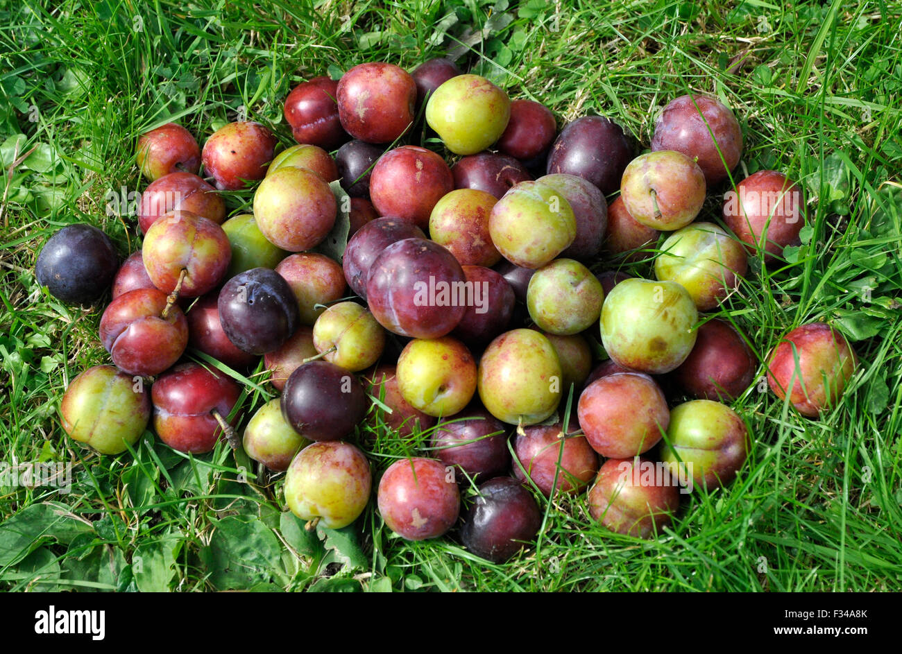 Plums uk garden hi-res stock photography and images - Alamy