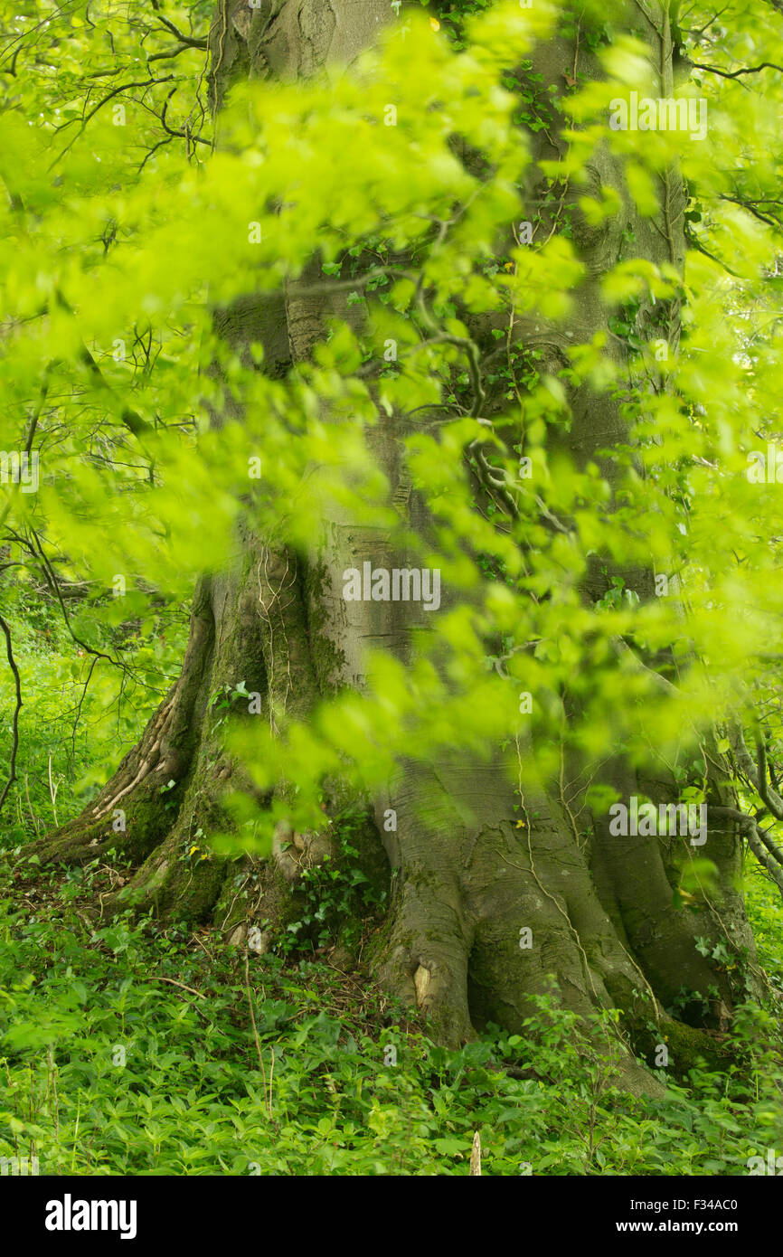 beech tree in woods in late spring, Milborne Wick, Somerset, England ...