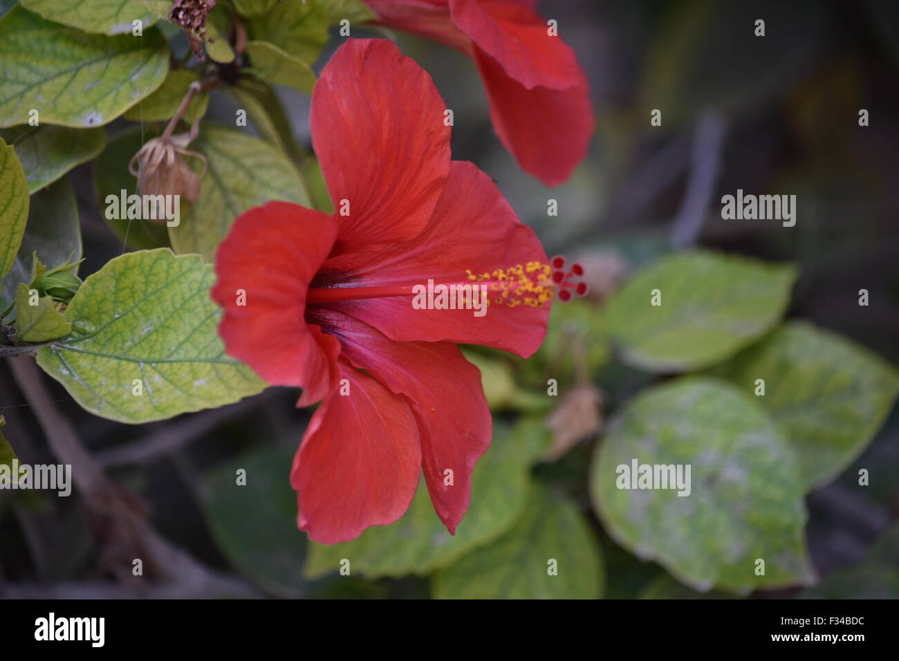 Red Hibiscus flower Stock Photo - Alamy
