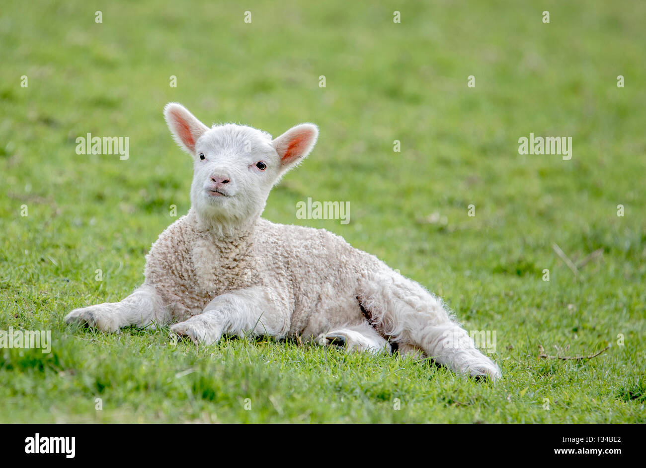 Cute little lamb resting on grass Stock Photo - Alamy