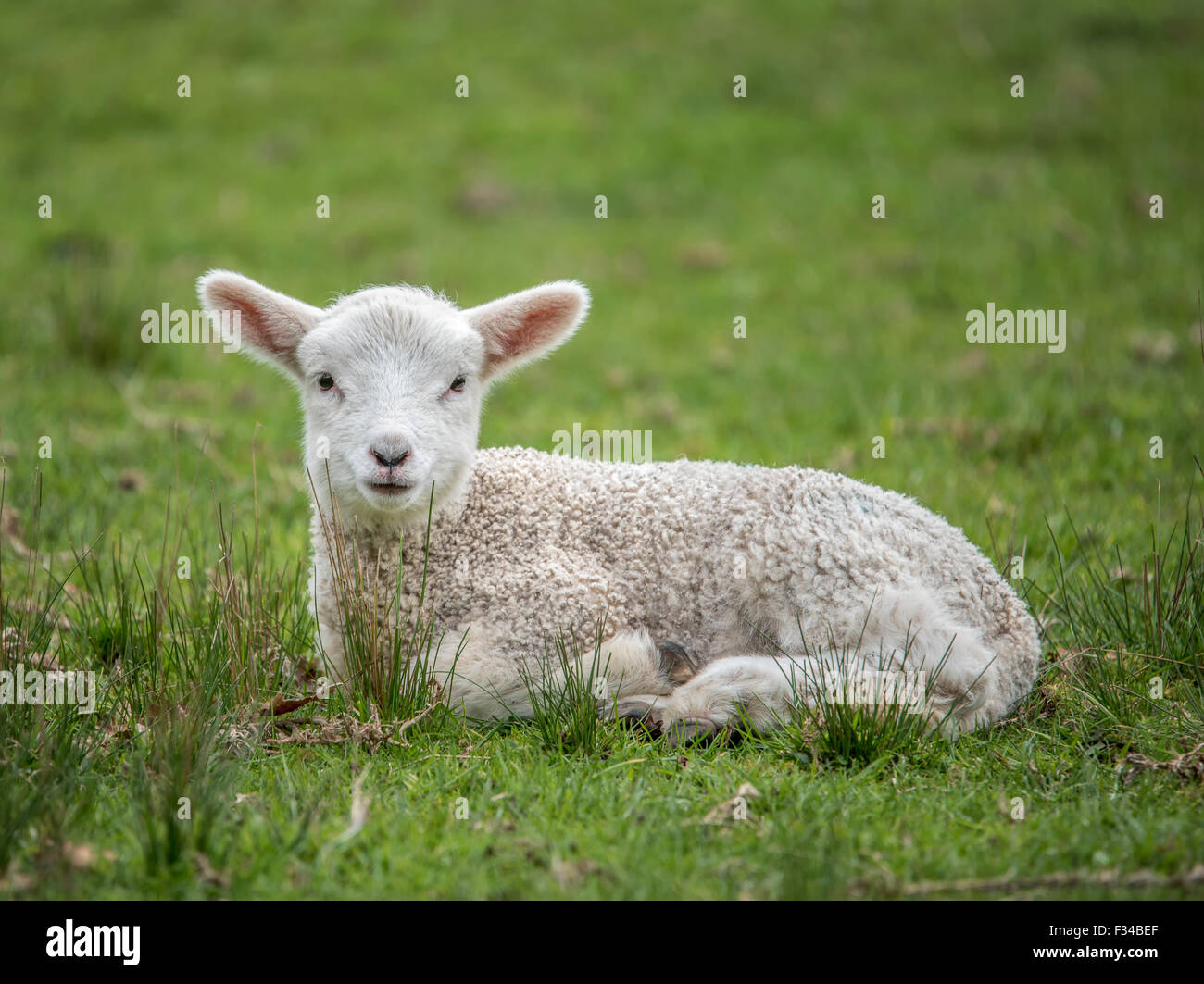Cute little lamb resting on grass Stock Photo - Alamy