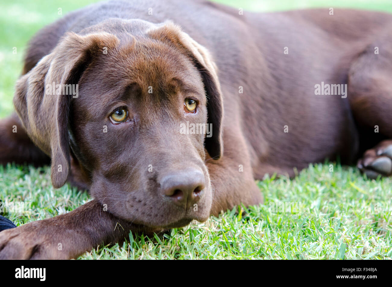 A young chocolate Labrador Retriever Stock Photo - Alamy