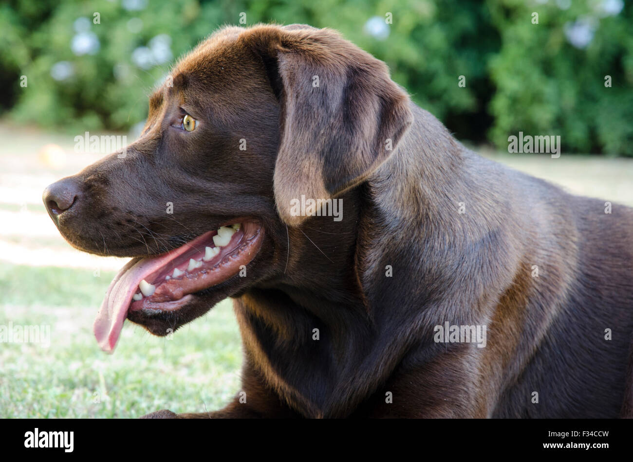 A young chocolate Labrador Retriever looking happy Stock Photo - Alamy