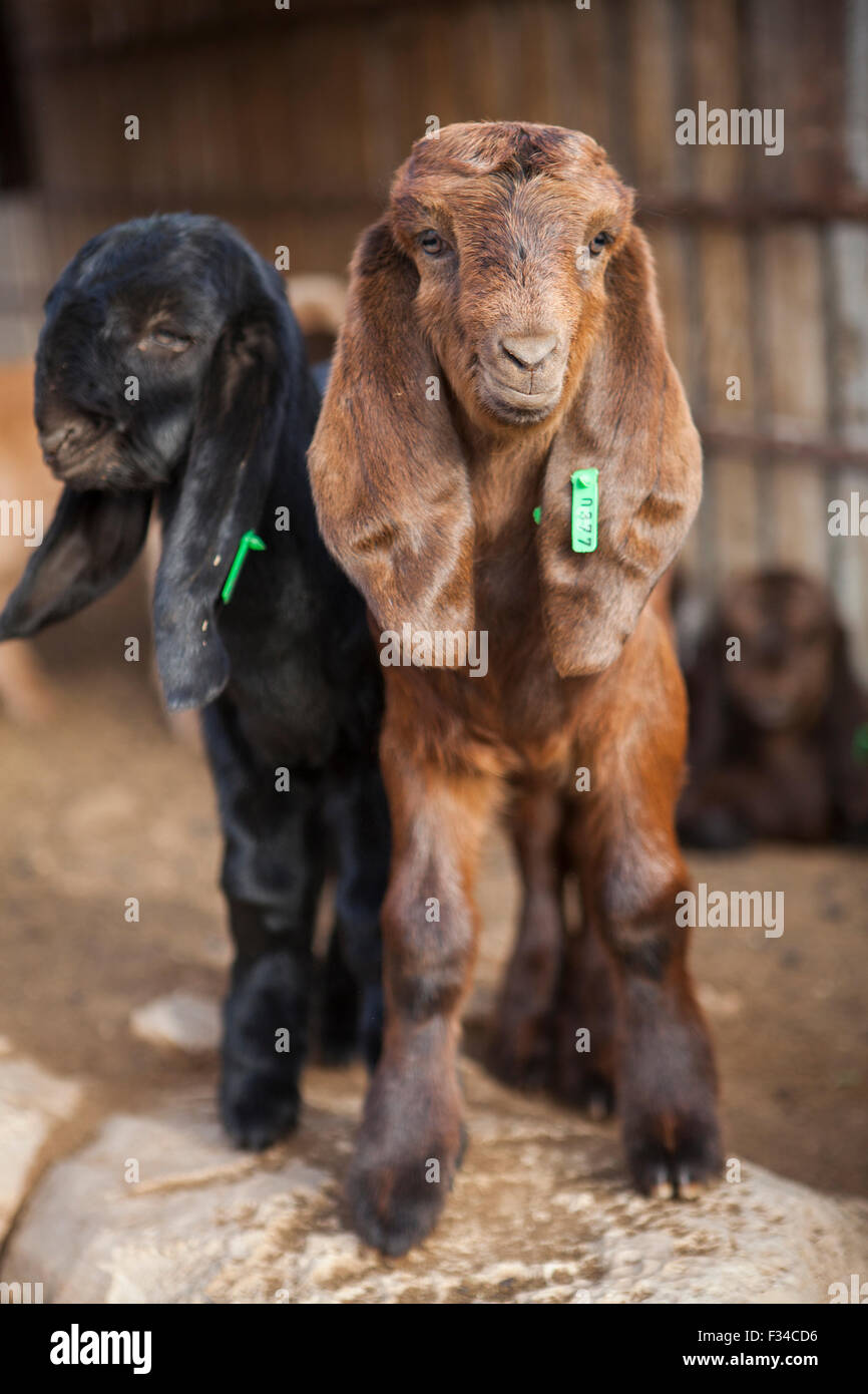 Two kid goats at a farm in Ezuz, Israel Stock Photo - Alamy