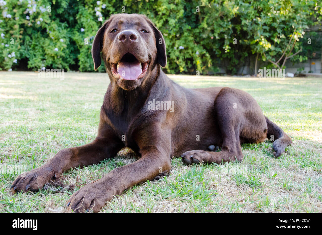 A young chocolate Labrador Retriever looking happy Stock Photo - Alamy