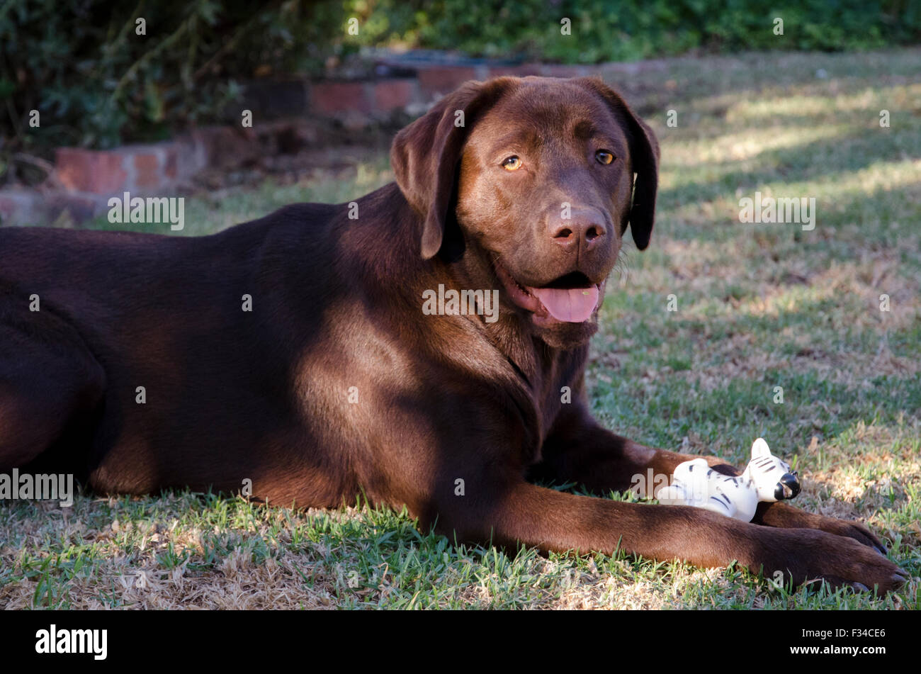 A young chocolate Labrador Retriever with a toy Stock Photo - Alamy