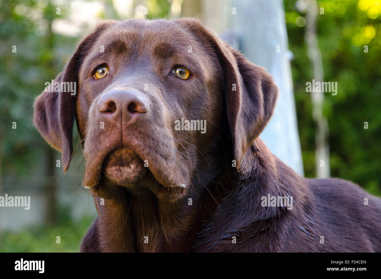 A young chocolate Labrador Retriever looking alert Stock Photo - Alamy
