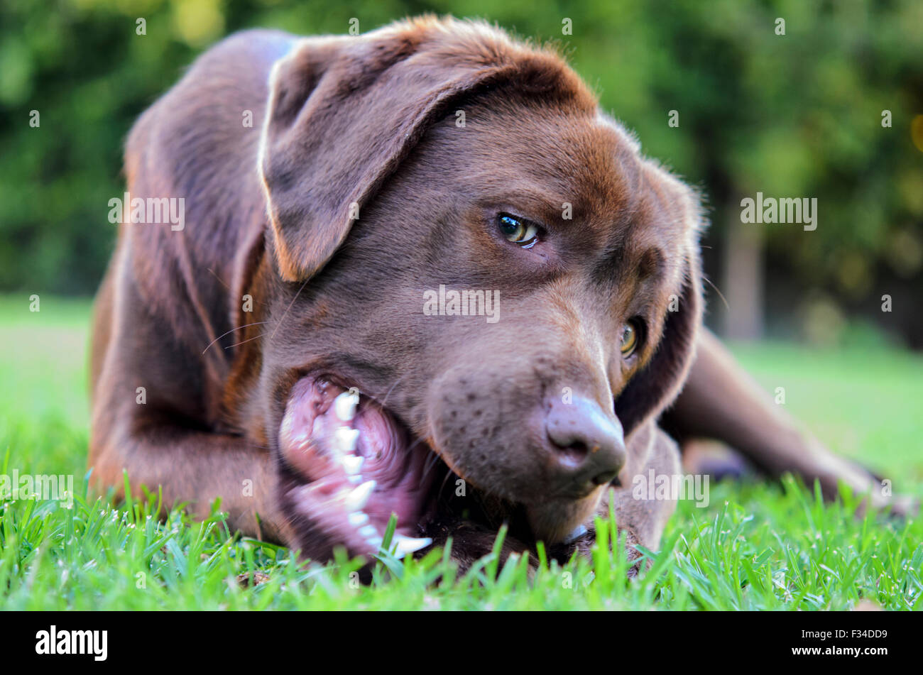 A young chocolate Labrador Retriever chewing Stock Photo - Alamy